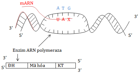 Lý thuyết - Quá trình tổng hợp mARN - Sinh học 12